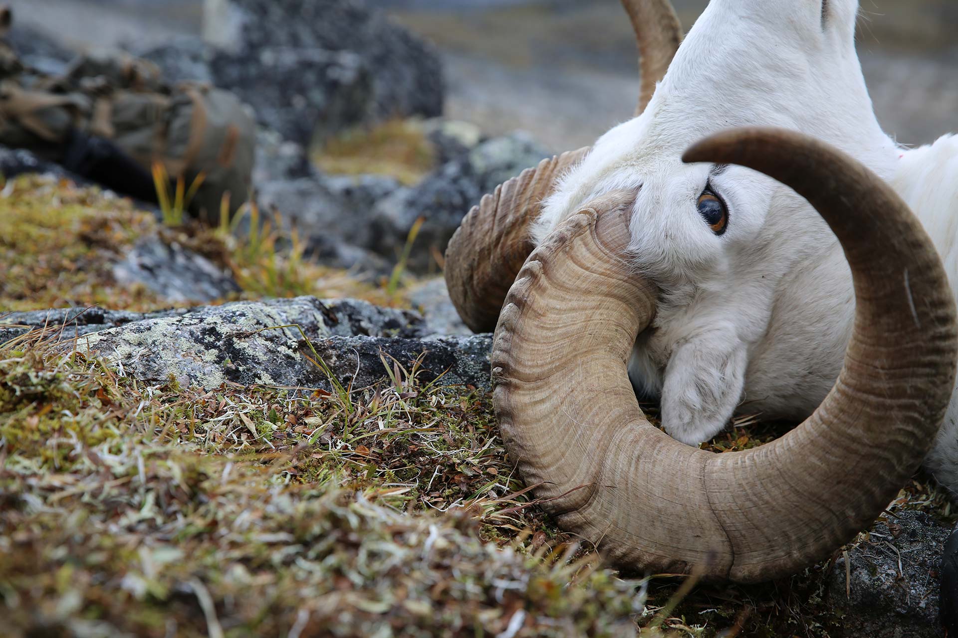 Dall Sheep - Ruby Range Outfitters