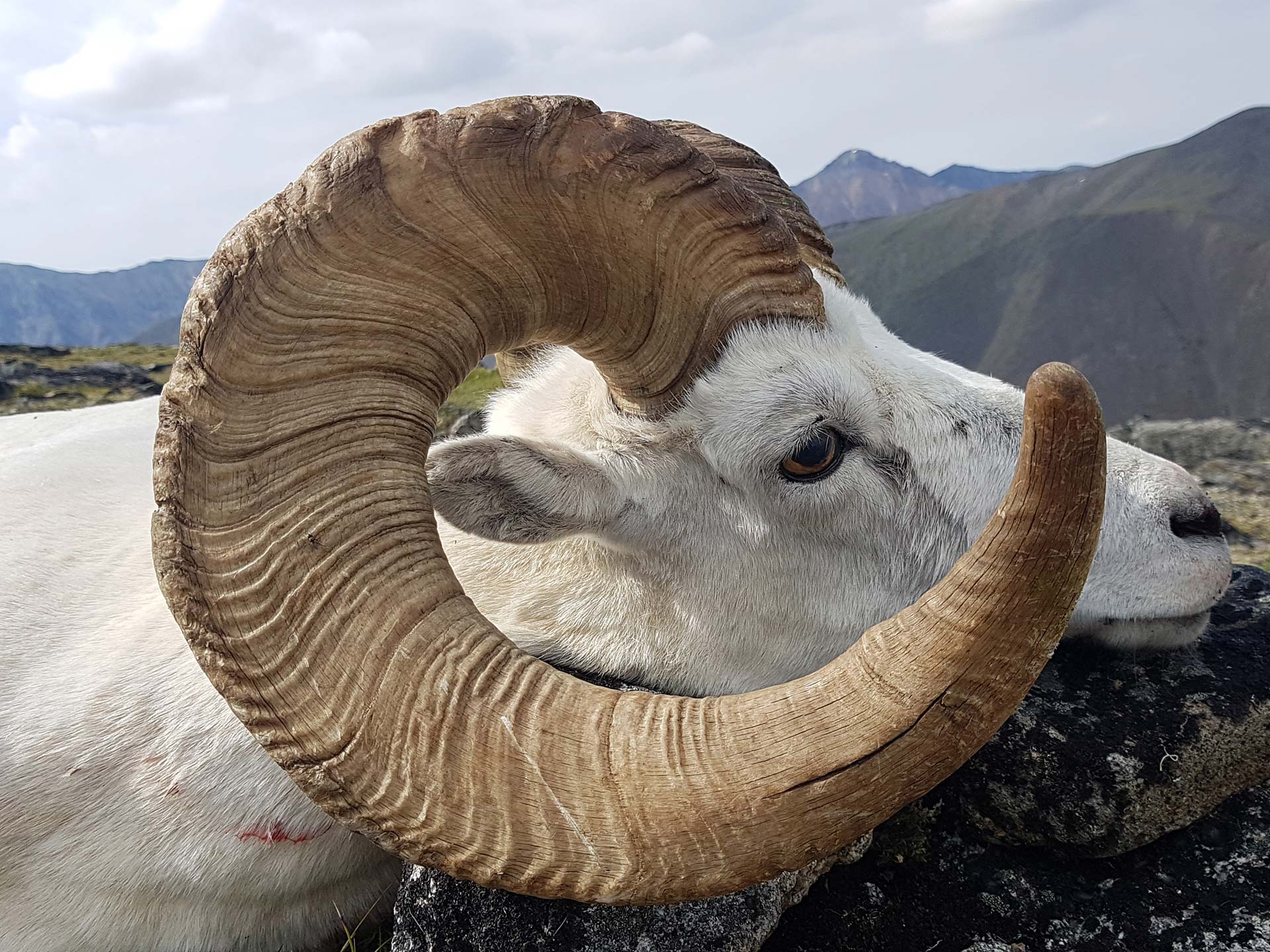 Dall Sheep - Ruby Range Outfitters