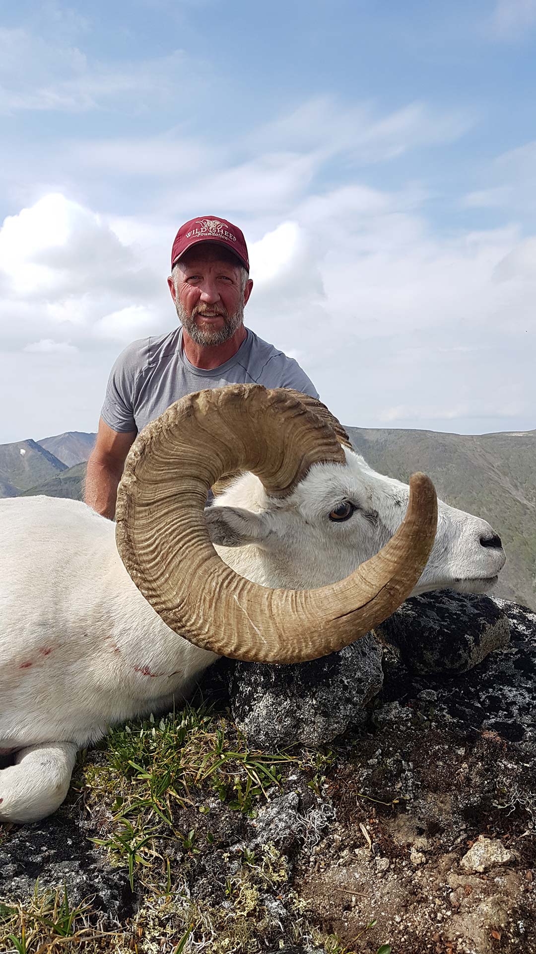 Dall Sheep - Ruby Range Outfitters