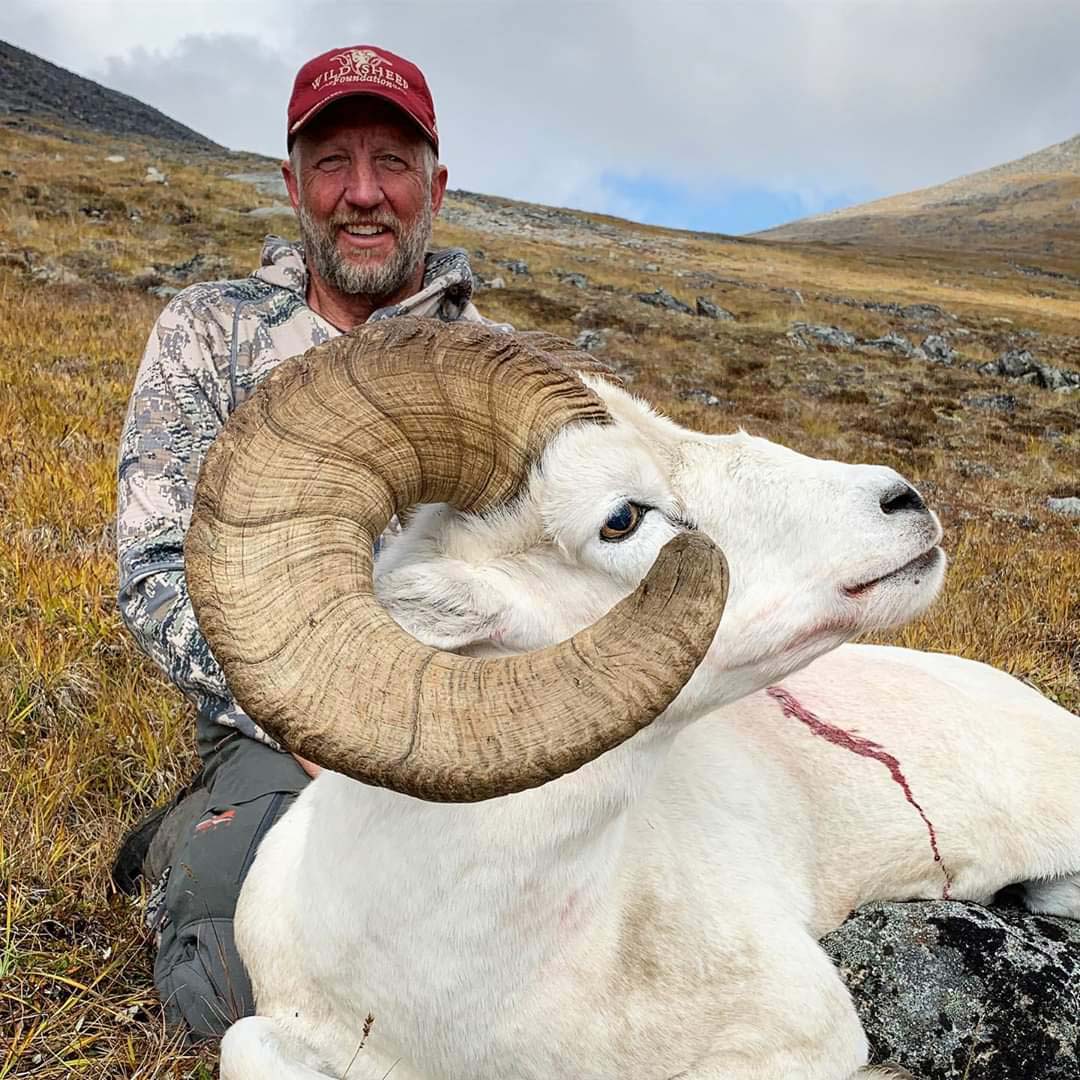 Dall Sheep - Ruby Range Outfitters