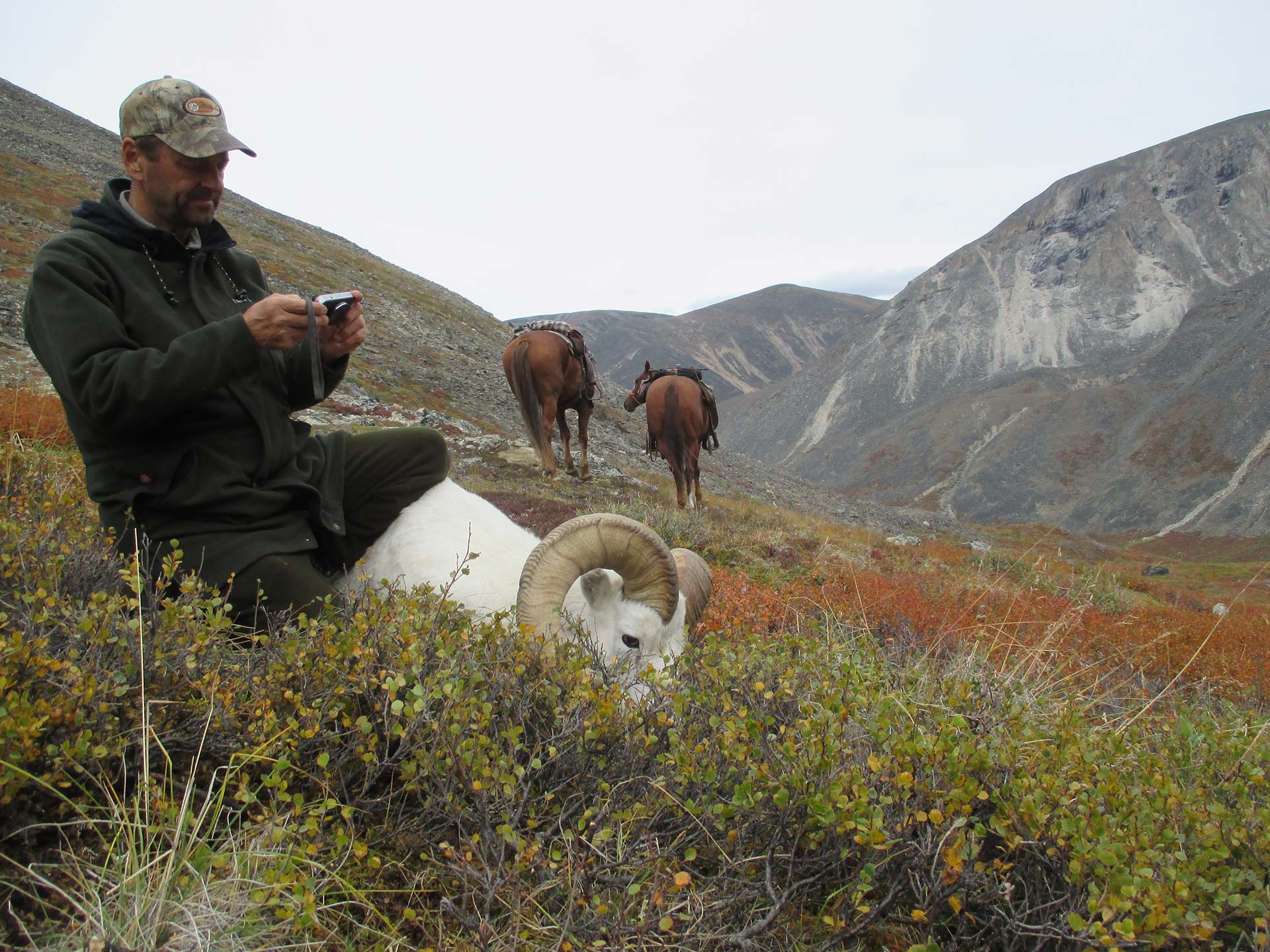 Dall Sheep - Ruby Range Outfitters