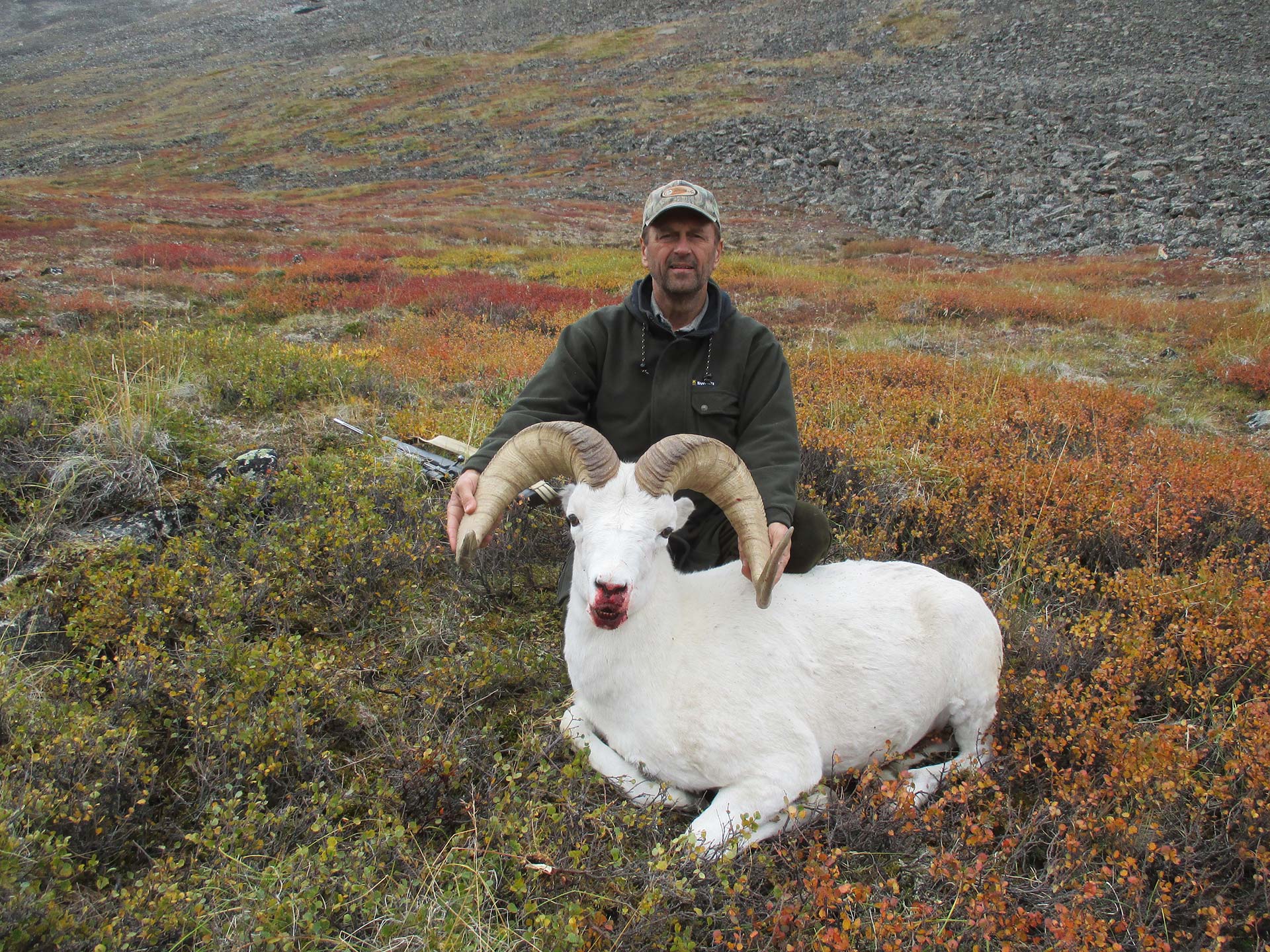 Dall Sheep - Ruby Range Outfitters