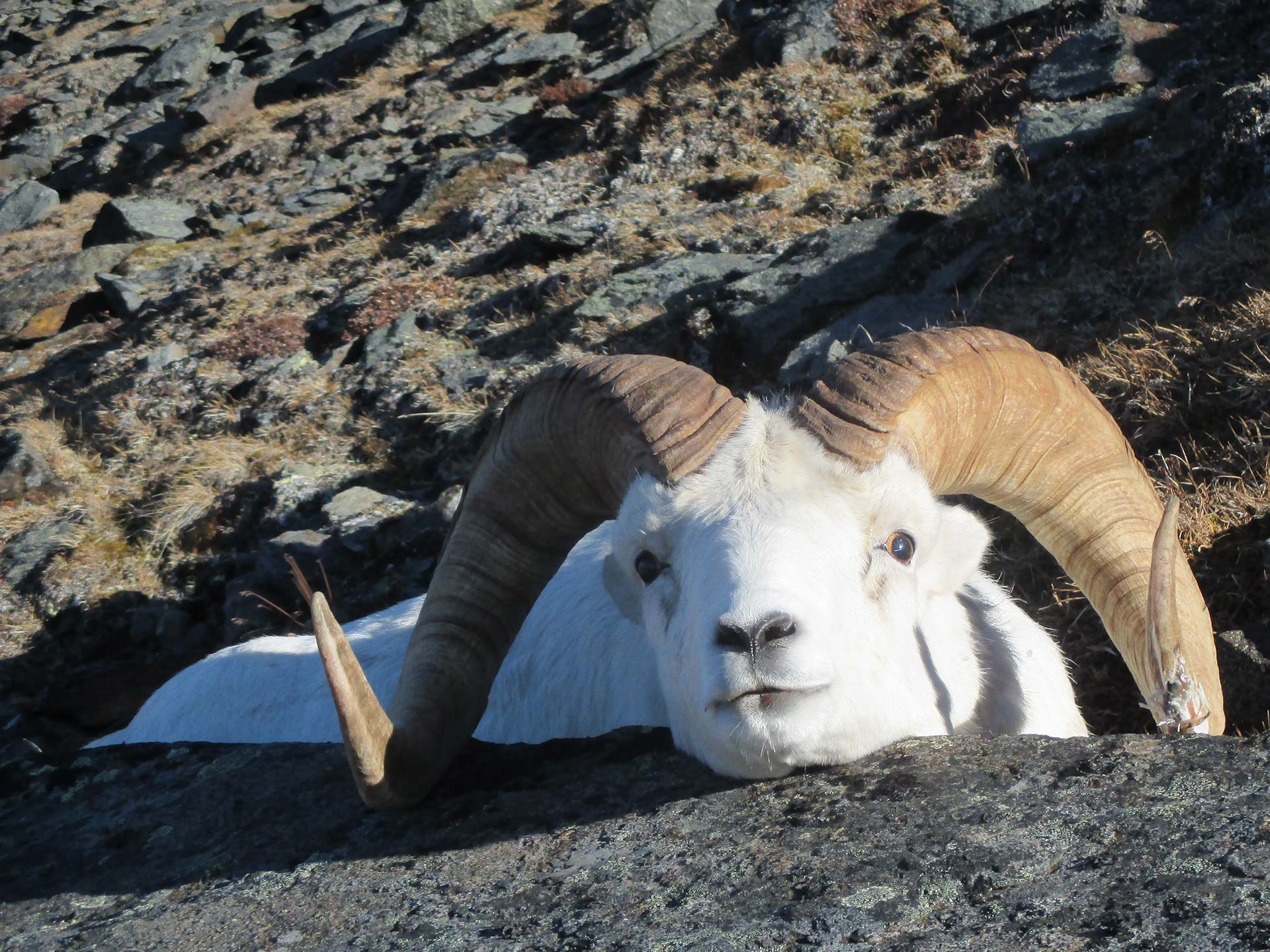 Dall Sheep - Ruby Range Outfitters