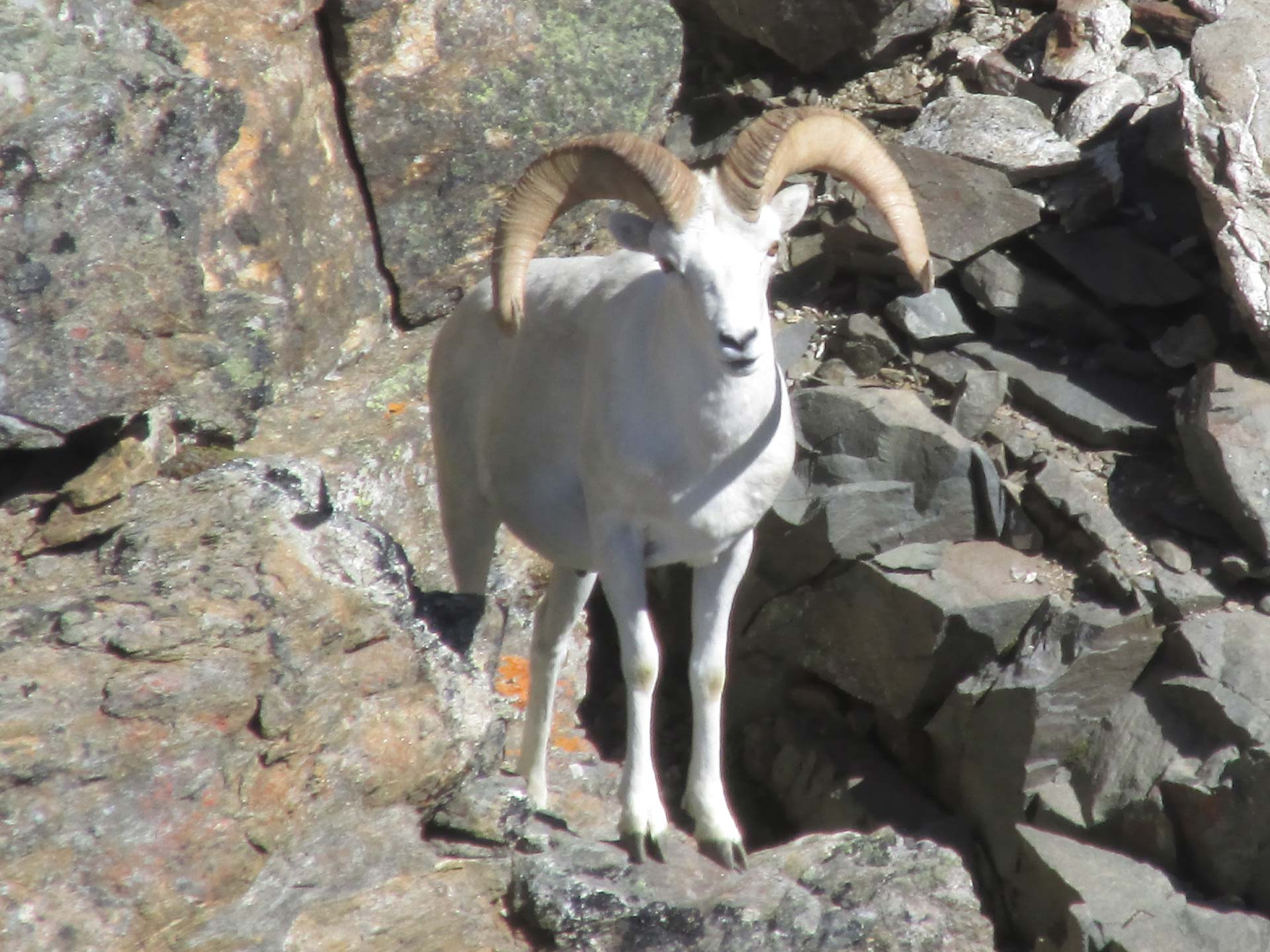 Dall Sheep - Ruby Range Outfitters