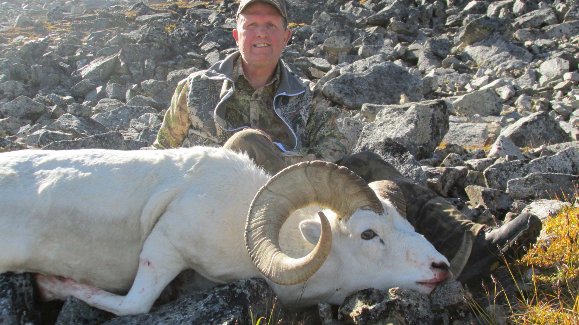 Dall Sheep - Ruby Range Outfitters