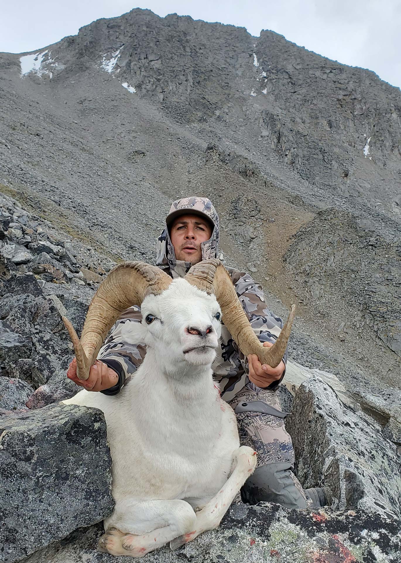 Dall Sheep - Ruby Range Outfitters